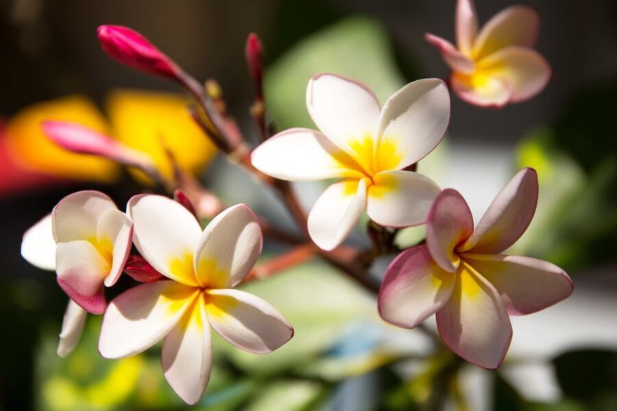 Byron Bay: Hinterland and Bangalow Full-Day Guided Tour - Analyzing the Value and Experience