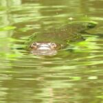 Byron Bay Platypus Walk - What You Can Expect on the Walk