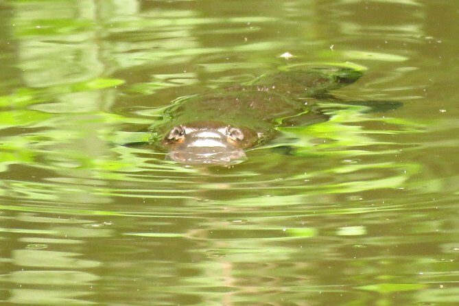 Byron Bay Platypus Walk - What You Can Expect on the Walk