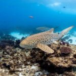 Byron Bay: Snorkelling Tour of Julian Rocks "Nuthungulli" - Crafting the Perfect Itinerary