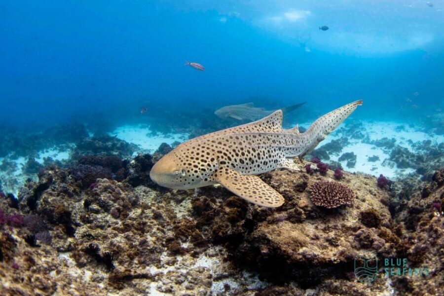 Byron Bay: Snorkelling Tour of Julian Rocks "Nuthungulli" - Crafting the Perfect Itinerary