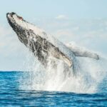 Byron Bay: Whale Watching Cruise with a Marine Biologist - The Vessel – Comfort and Engineering