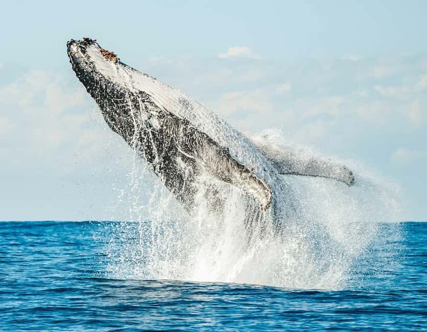 Byron Bay: Whale Watching Cruise with a Marine Biologist - The Vessel – Comfort and Engineering