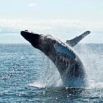 Byron Bay: Whale Watching Tour - Real Reviews, Real Impressions