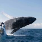 Byron Bay Whale Watching with Marine Biologist - Final Thoughts: Is This Tour Right for You?