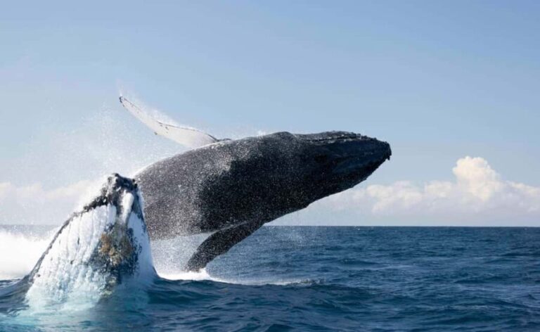 Byron Bay Whale Watching with Marine Biologist - Final Thoughts: Is This Tour Right for You?
