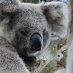 Byron Bay Wild Koala Tour - Transport and Group Size