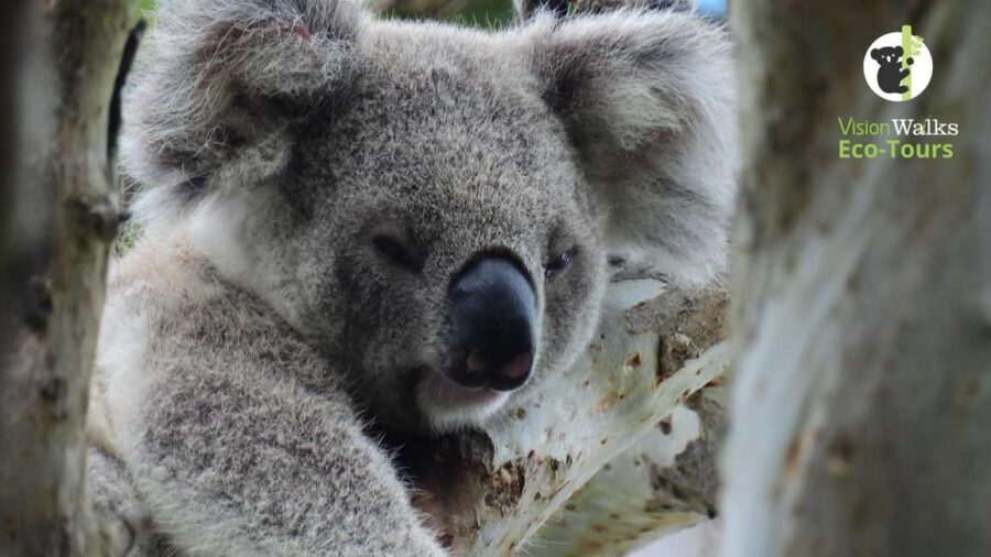 Byron Bay Wild Koala Tour - Transport and Group Size