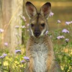 Byron Bay Wildlife Safari - Why This Tour Stands Out