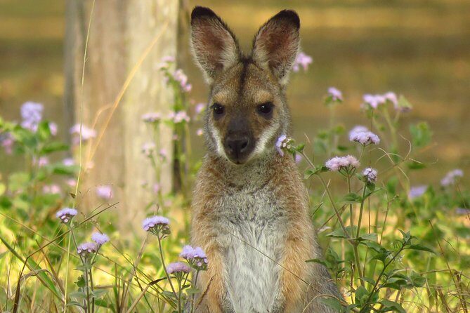 Byron Bay Wildlife Safari - Why This Tour Stands Out