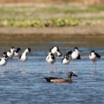 Cabo birding | Bird watching at bird sanctuary - Frequently Asked Questions