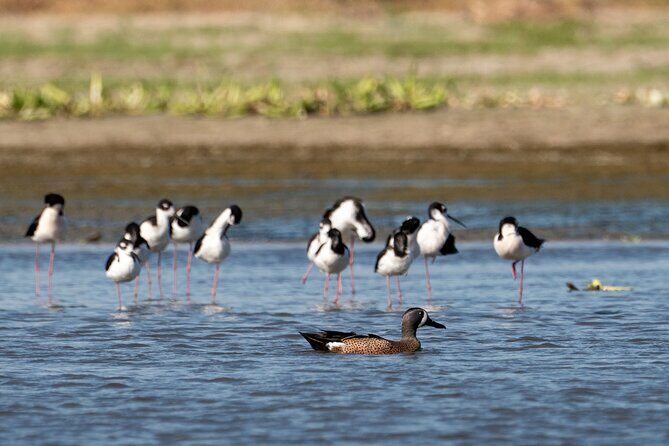 Cabo birding | Bird watching at bird sanctuary - Frequently Asked Questions