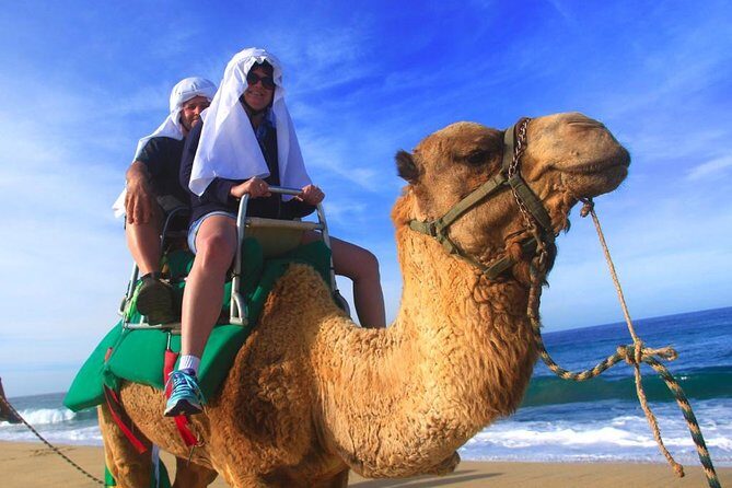 Cabo Camel and Safari Ride - Food, Drink, and Culture