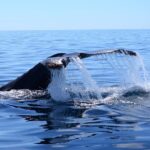 Cabo Private Whale Watching Tour - Incl FREE photos - An In-Depth Look at the Cabo Private Whale Watching Tour