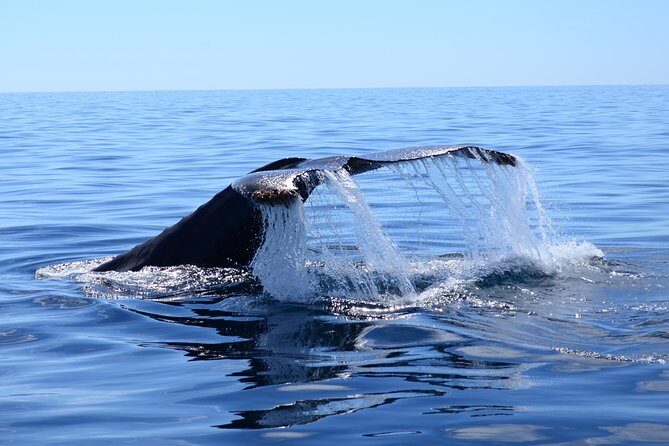Cabo Private Whale Watching Tour - Incl FREE photos - An In-Depth Look at the Cabo Private Whale Watching Tour