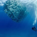 Cabo Pulmo Marine Park: Scuba Diving Excursion - Approaching Cabo Pulmo Marine Park: What Makes It Special?