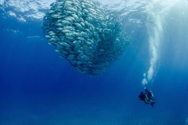 Cabo Pulmo Marine Park: Scuba Diving Excursion - Approaching Cabo Pulmo Marine Park: What Makes It Special?