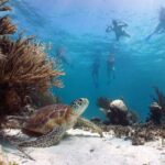 Cabo Pulmo National Park Snorkel Expedition from Cabo San Lucas - Practical considerations