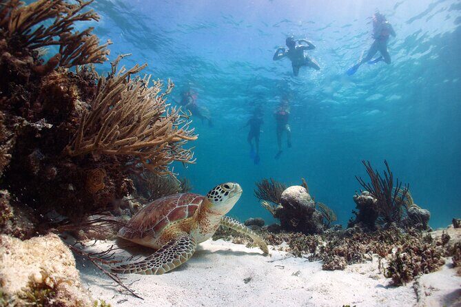Cabo Pulmo National Park Snorkel Expedition from Cabo San Lucas - Practical considerations