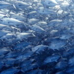 Cabo Pulmo Snorkeling - The Itinerary: What to Expect
