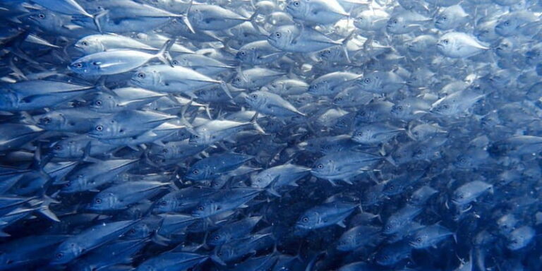 Cabo Pulmo Snorkeling - The Itinerary: What to Expect