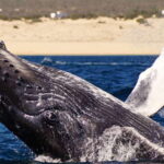 Cabo San Lucas: 2.5-Hour Whale Watching Tour - Deep Dive Into the Itinerary and Experience
