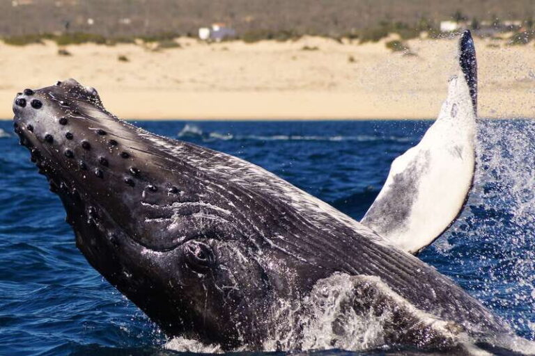Cabo San Lucas: 2.5-Hour Whale Watching Tour - Deep Dive Into the Itinerary and Experience