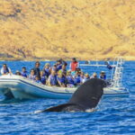 Cabo San Lucas: 2-Hour Whale Watching Adventure - In-Depth Breakdown of the Tour