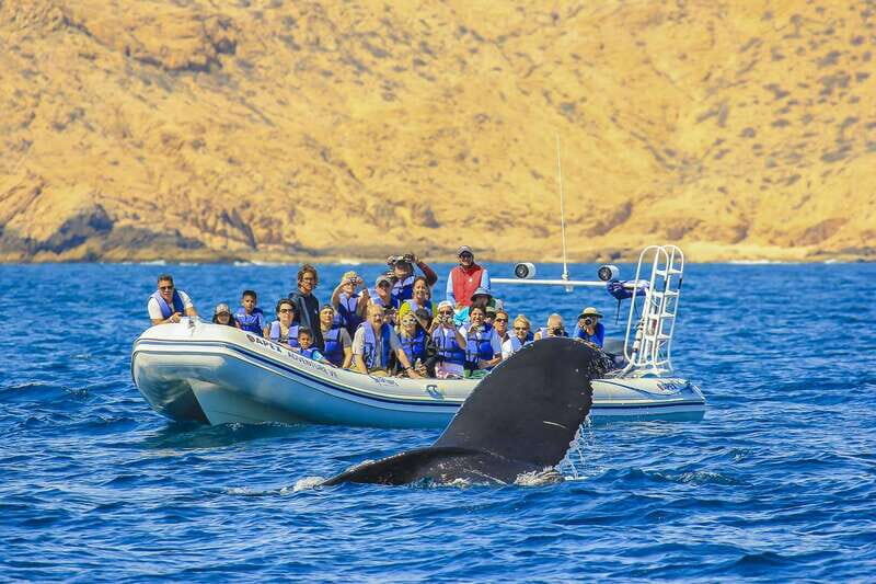 Cabo San Lucas: 2-Hour Whale Watching Adventure - In-Depth Breakdown of the Tour