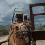 Cabo San Lucas: Amazing Camel Adventure on the Beach - The Cultural Flavor: Damiana Liquor Tasting