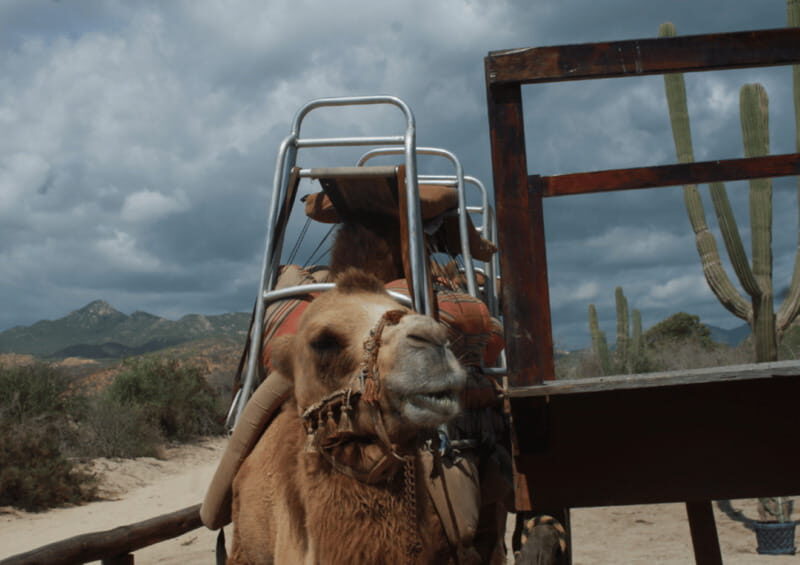 Cabo San Lucas: Amazing Camel Adventure on the Beach - The Cultural Flavor: Damiana Liquor Tasting