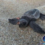 Cabo San Lucas: Baby Turtle Release Experience - Who Will Love This Tour?