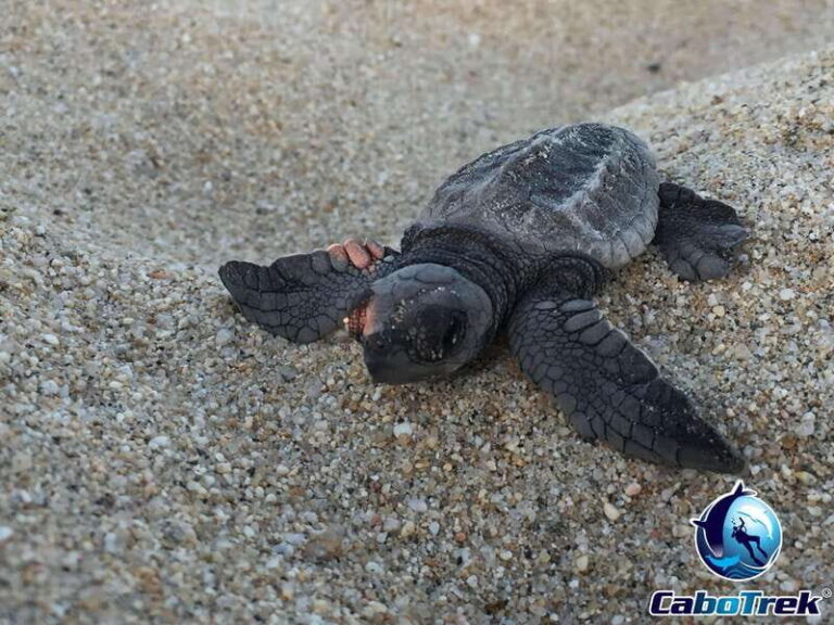 Cabo San Lucas: Baby Turtle Release Experience - Who Will Love This Tour?