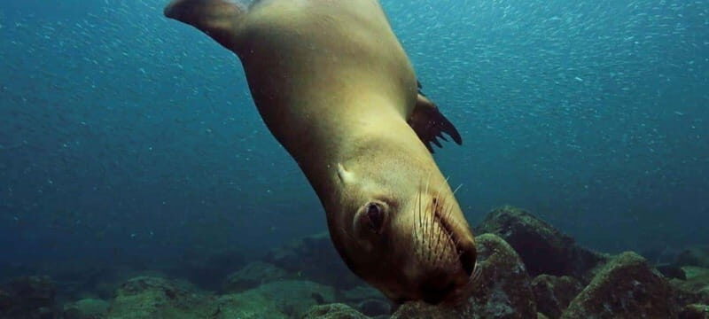 Cabo San Lucas: Discover Scuba Diving Experience - Who This Tour Is Best For