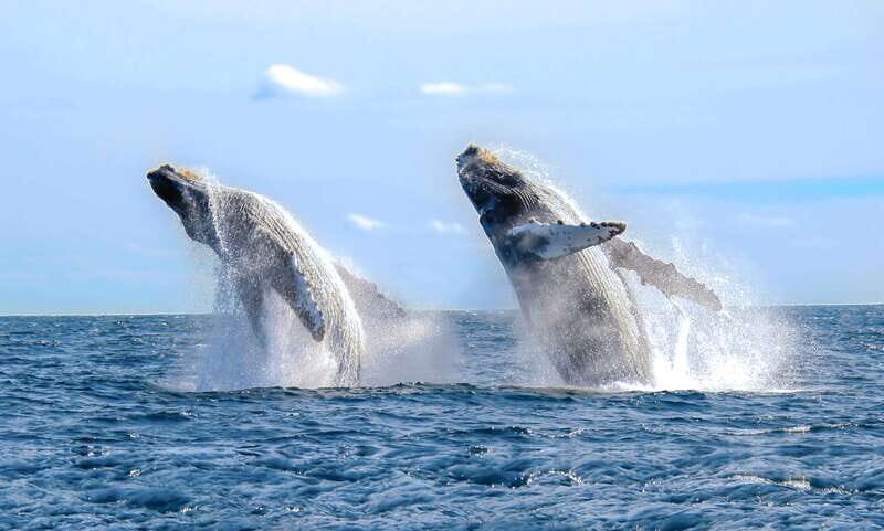Cabo San Lucas: Luxury Catamaran Whale Watching Experience - What the Tours Really Offer