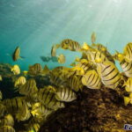 Cabo San Lucas Private and Shared Snorkeling Tour - What to Expect During Your Snorkeling Adventure