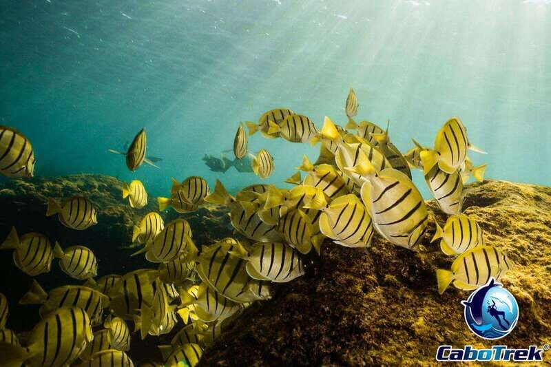 Cabo San Lucas Private and Shared Snorkeling Tour - What to Expect During Your Snorkeling Adventure