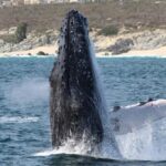 Cabo San Lucas: Private Whale Watching Yacht Excursion - What Travelers Are Saying