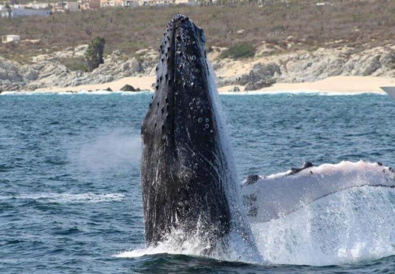 Cabo San Lucas: Private Whale Watching Yacht Excursion - What Travelers Are Saying