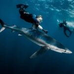 Cabo San Lucas: Shark Snorkeling and Freediving Tour - What’s Included and What Not