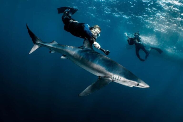 Cabo San Lucas: Shark Snorkeling and Freediving Tour - What’s Included and What Not