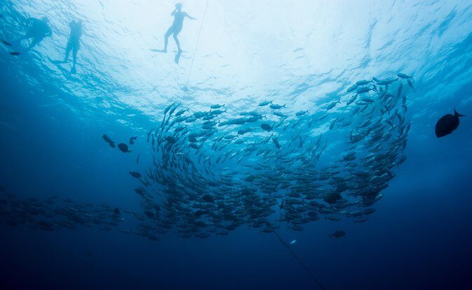 Cabo San Lucas Shopping, Tequila Tasting, and Snorkel Tour - Authentic Experiences and Real Traveler Insights
