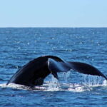 Cabo San Lucas: Whale Watching Experience on Catamaran - Authentic Traveler Perspectives