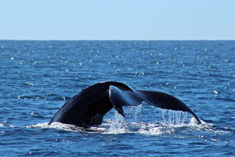 Cabo San Lucas: Whale Watching Experience on Catamaran - Authentic Traveler Perspectives