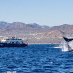 Cabo San Lucas Whale Watching Lunch Cruise - What to Expect on the Tour