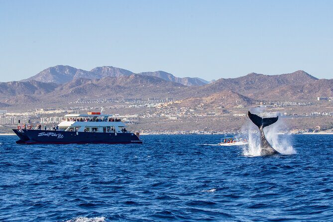 Cabo San Lucas Whale Watching Lunch Cruise - What to Expect on the Tour