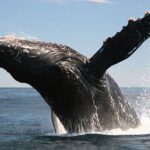 Cabo San Lucas Whale Watching Tour All Included - Authentic Perspectives from Travelers