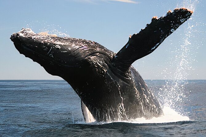 Cabo San Lucas Whale Watching Tour All Included - Authentic Perspectives from Travelers