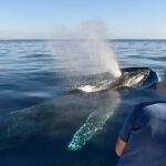 Cabo San Lucas Whale Watching Tour with Photos Included - The Experience in Action