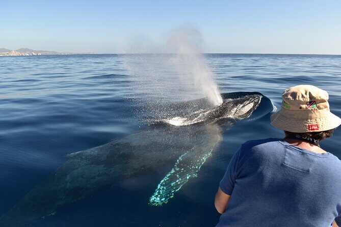 Cabo San Lucas Whale Watching Tour with Photos Included - The Experience in Action